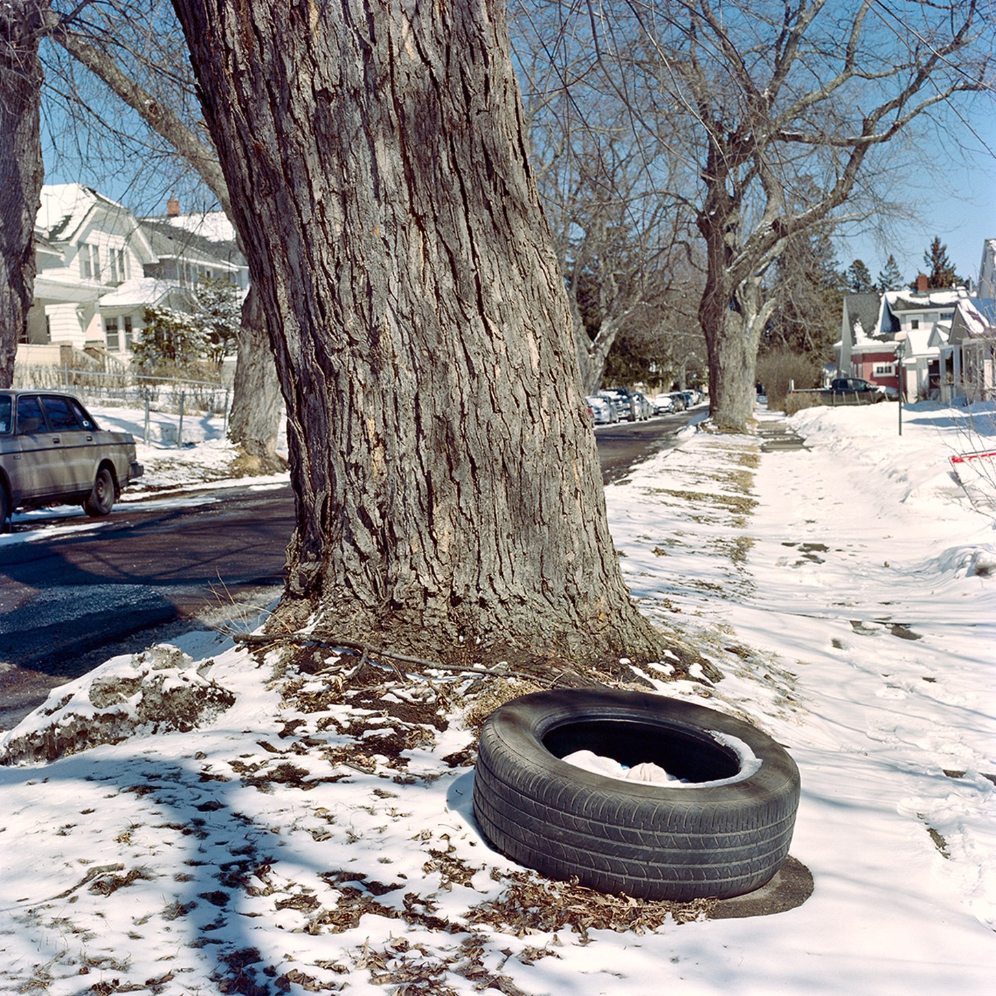 A Tire Near a Tree | Photograph by K. Praslowicz | K. Praslowicz